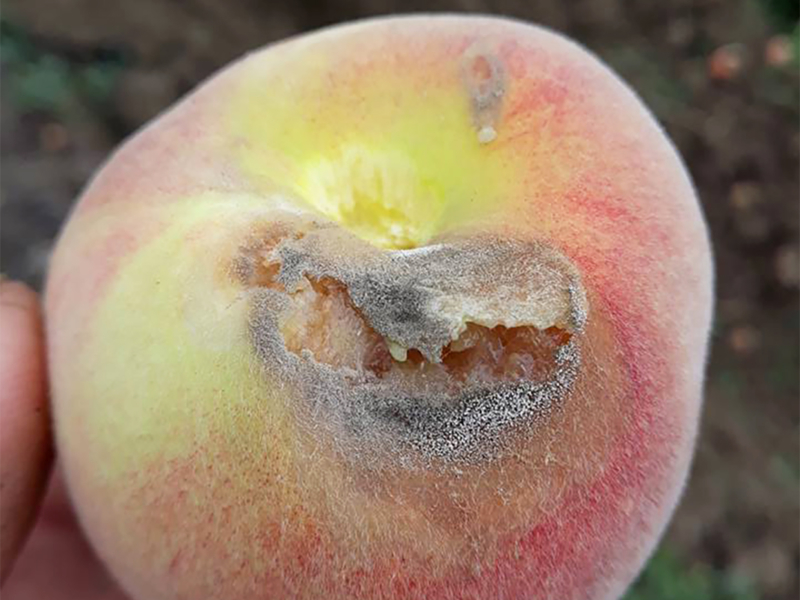 Archives des Maladies arbres fruitiers a noyaux - Profert
