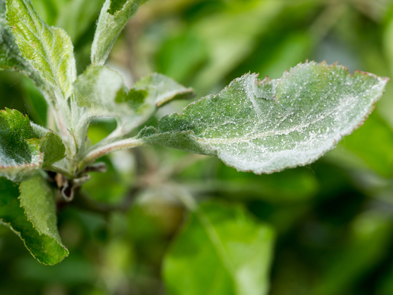 Pou de San José - Profert