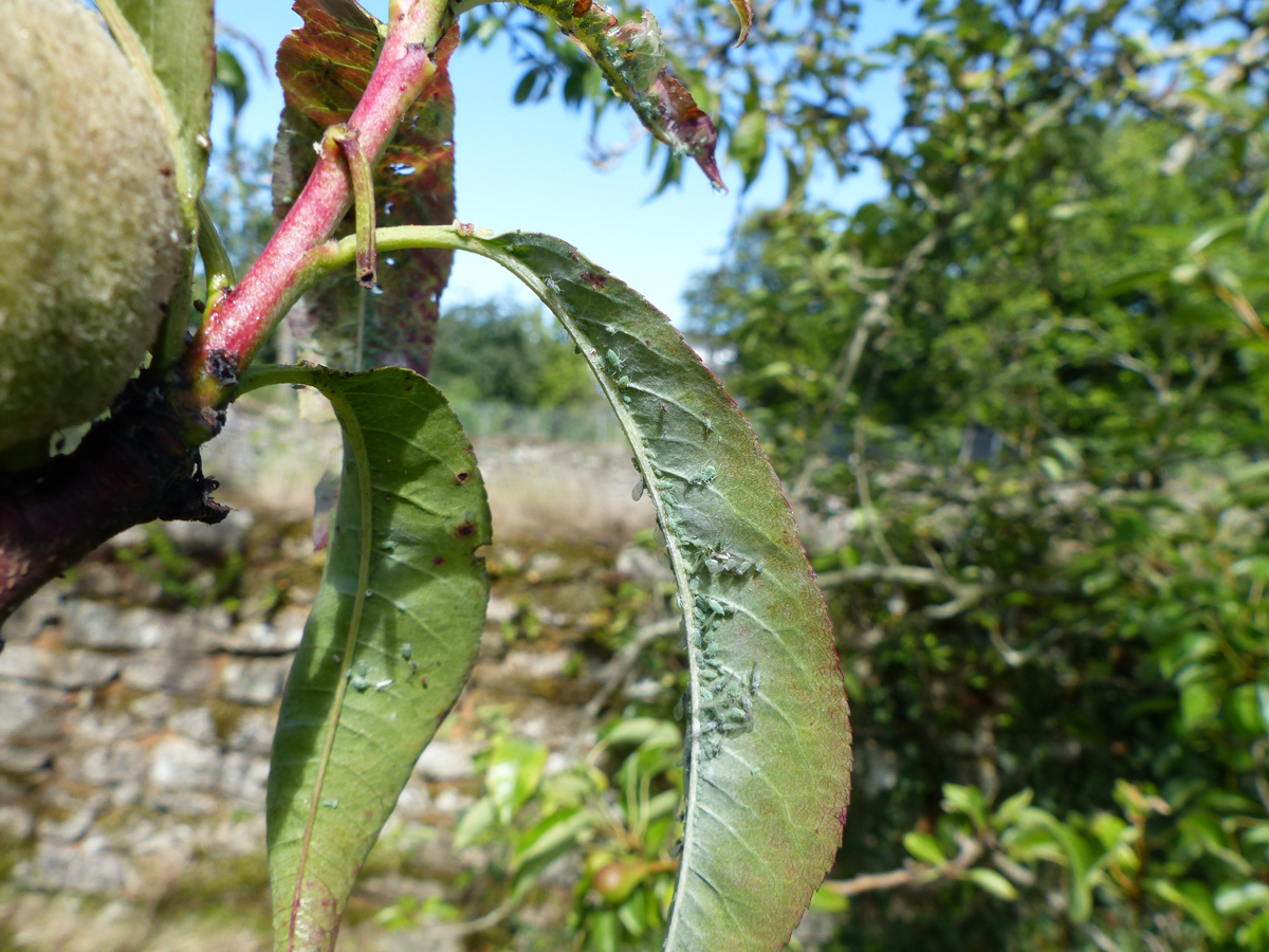 Puceron vert - Profert