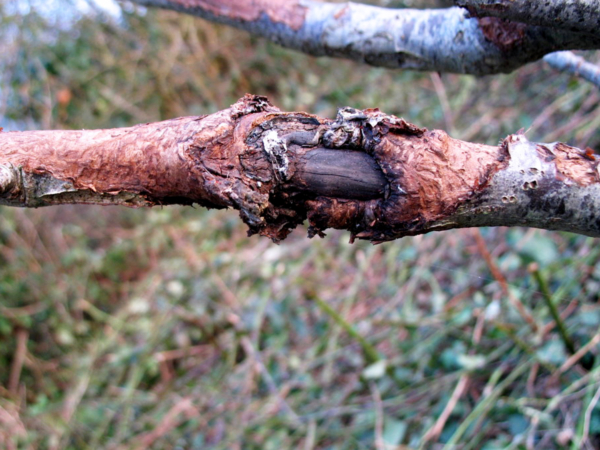 Chancre bactérien - Profert