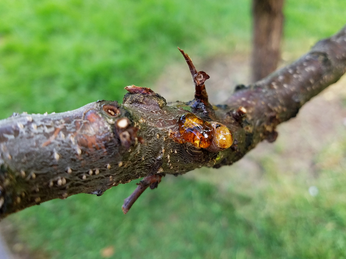Chancre bactérien - Profert