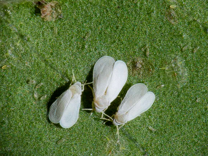 Aleurodes (Mouches blanches) - Profert