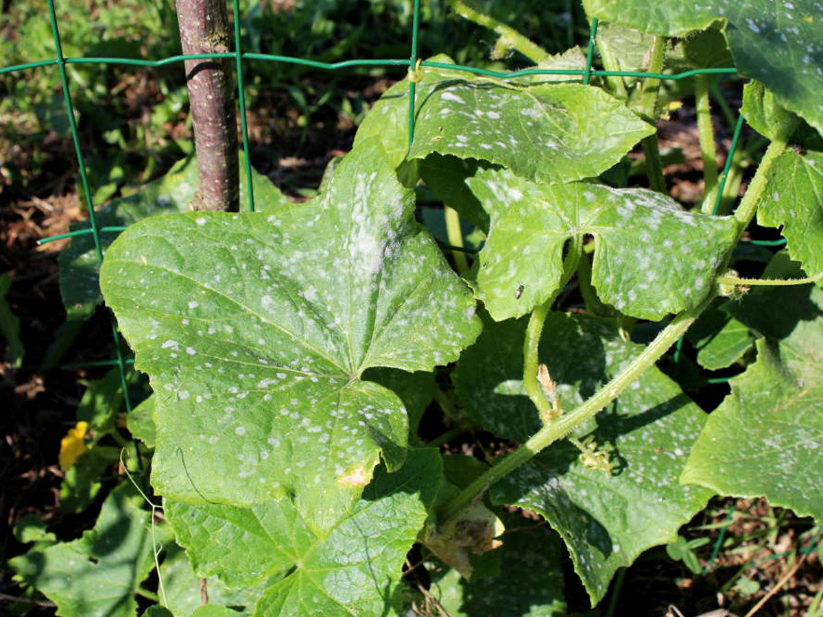 Oïdium des cucurbitacées - Profert