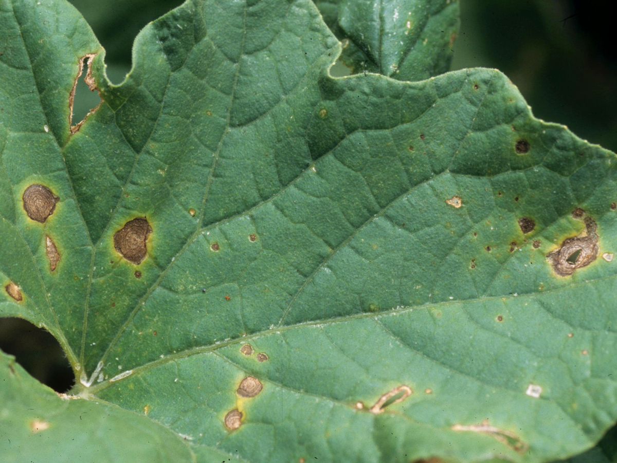 Alternaria des cucurbitacées - Profert