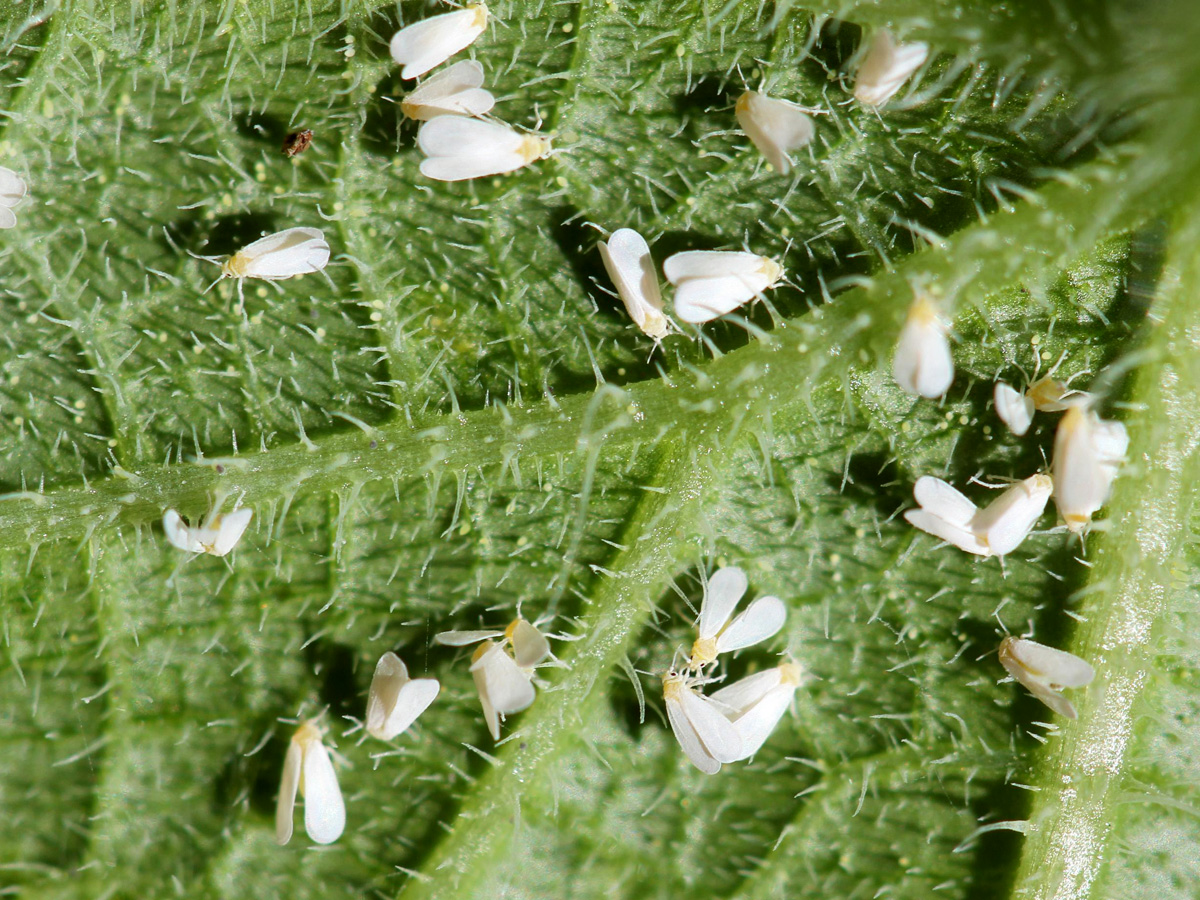 Aleurodes des cucurbitacées - Profert
