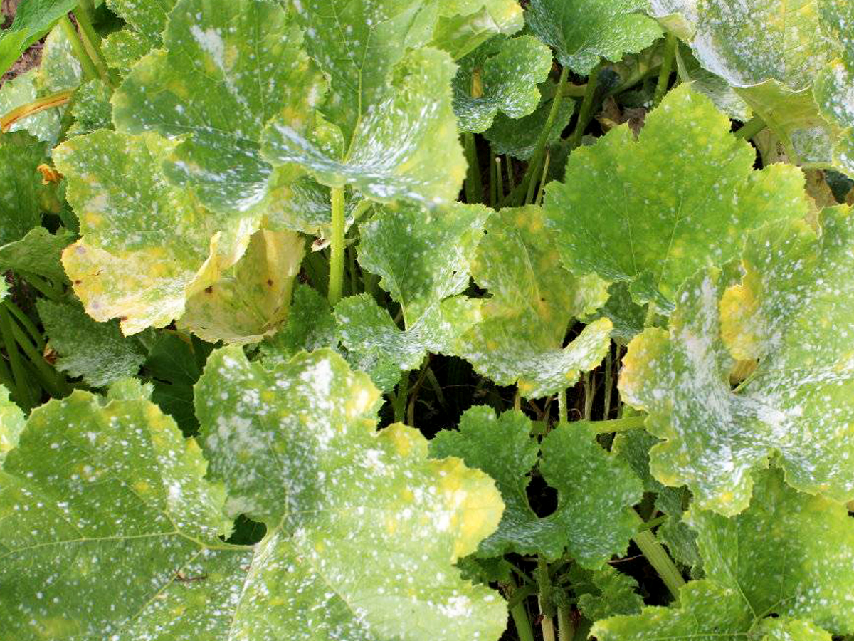 Oïdium des cucurbitacées - Profert